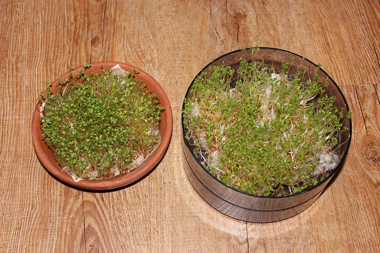 ᐅ 4 Varianten mit denen Du Kresse pflanzen kannst!